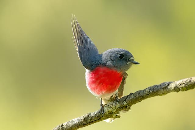 Birdline New South Wales Recent Sightings